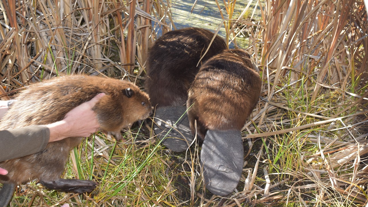Re-Beavering a Monument — Oregon Humanities